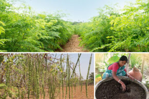 Organic Farming – AGF India